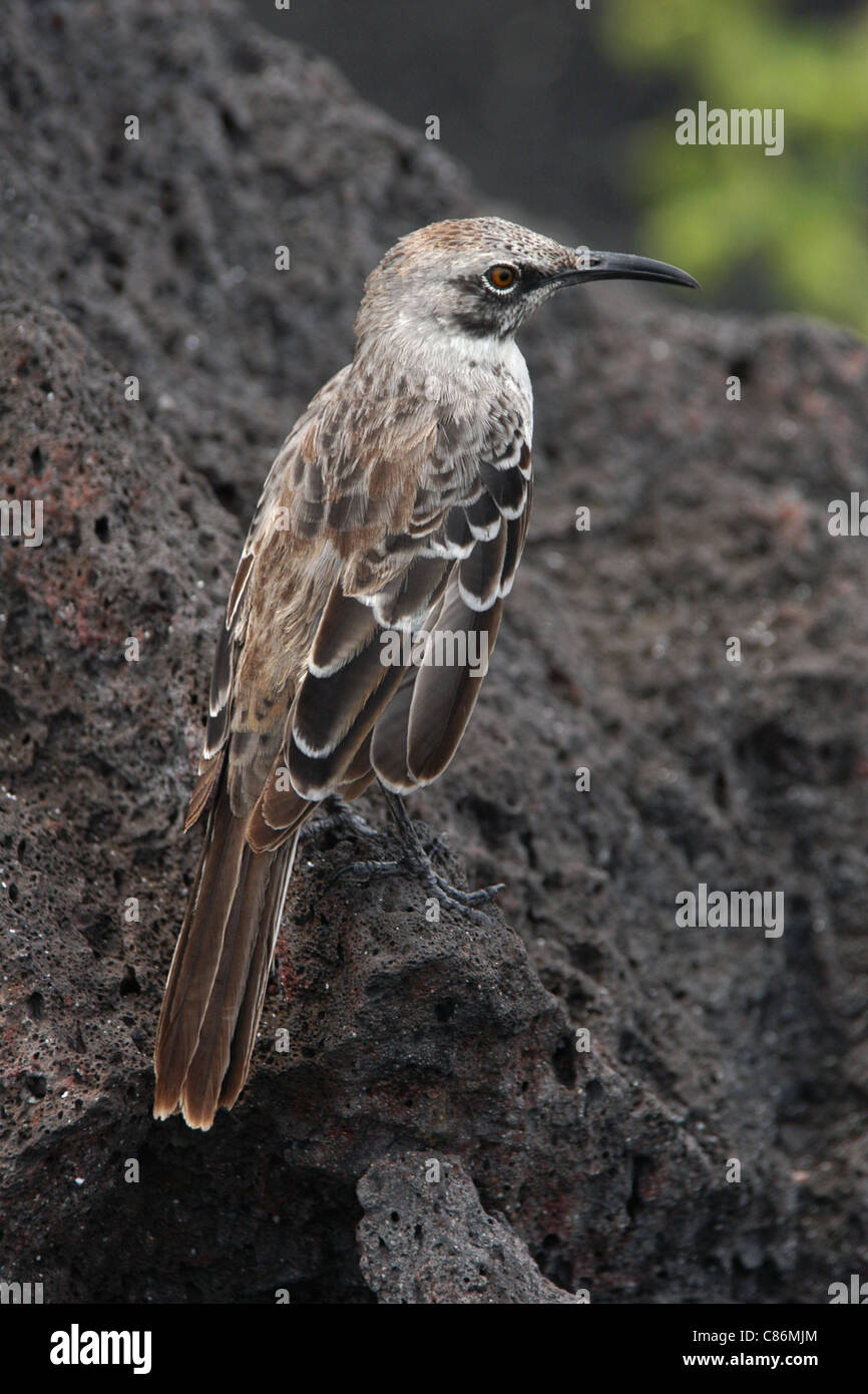 Hood Mockingbird (Mimus macdonaldi) at the Bahia Gardner Beach on ...