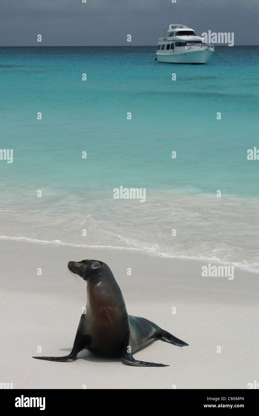 Galapagos islands ecuador isla gardner hi-res stock photography and ...