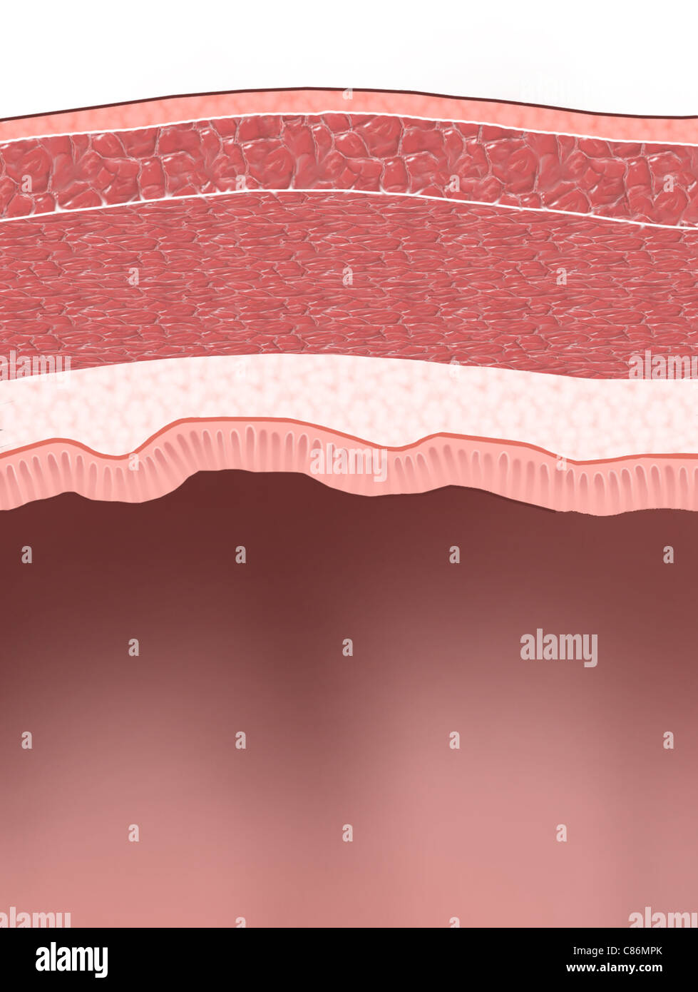 Histology of the intestine hi-res stock photography and images - Alamy
