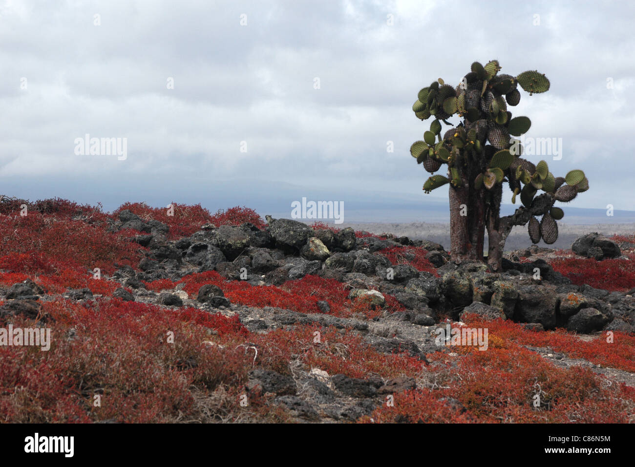 Typical Galapagos landscape with Galapagos prickly pear and Galapagos ...