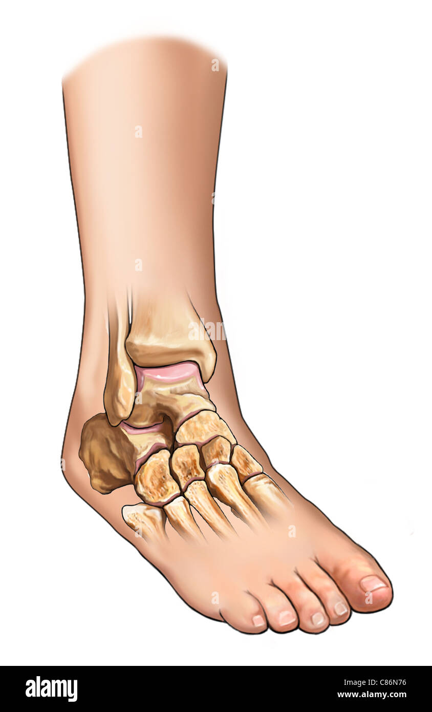 Anterolateral View High Resolution Stock Photography and Images - Alamy
