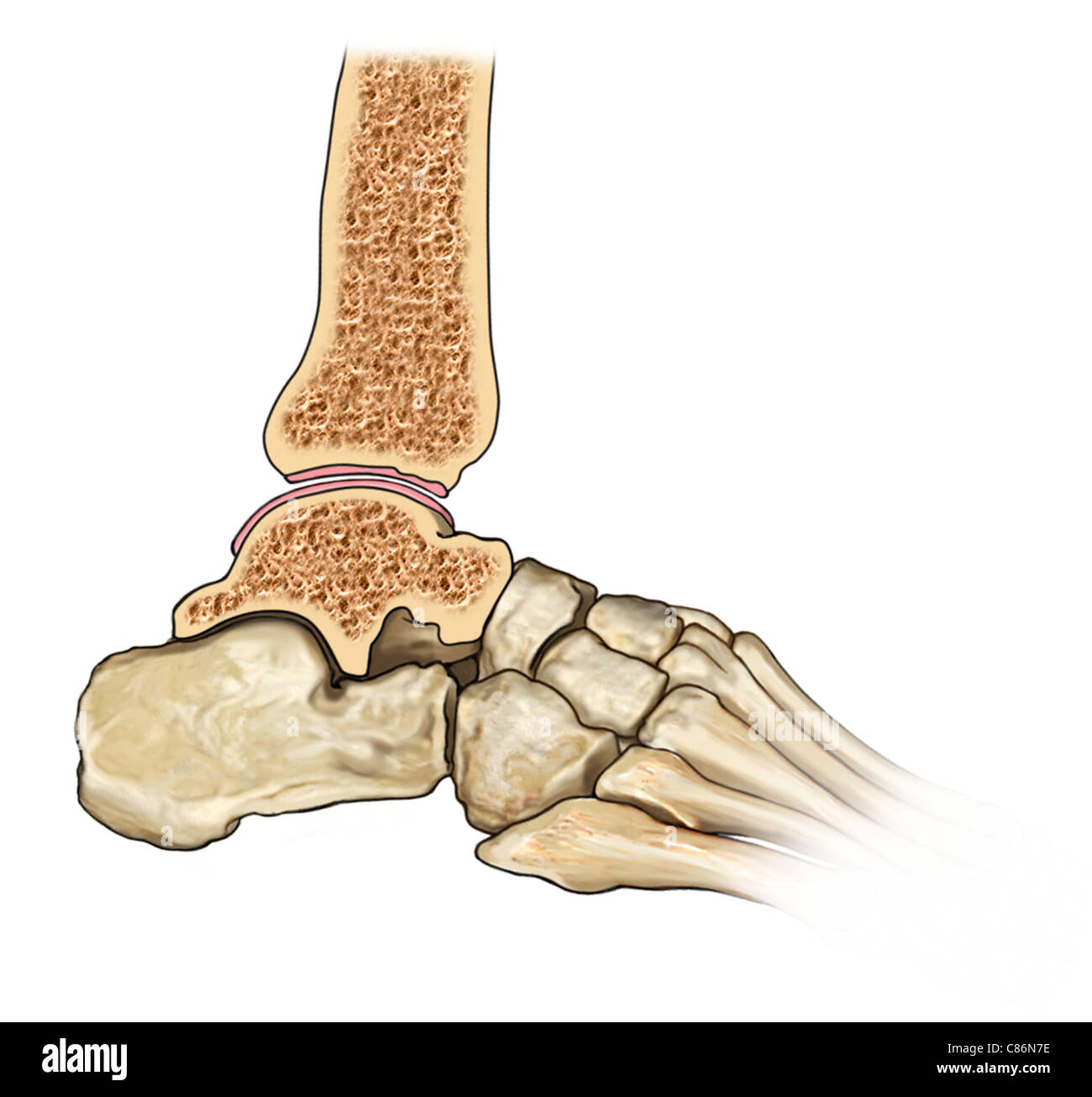 Tibiotalar joint hi-res stock photography and images - Alamy