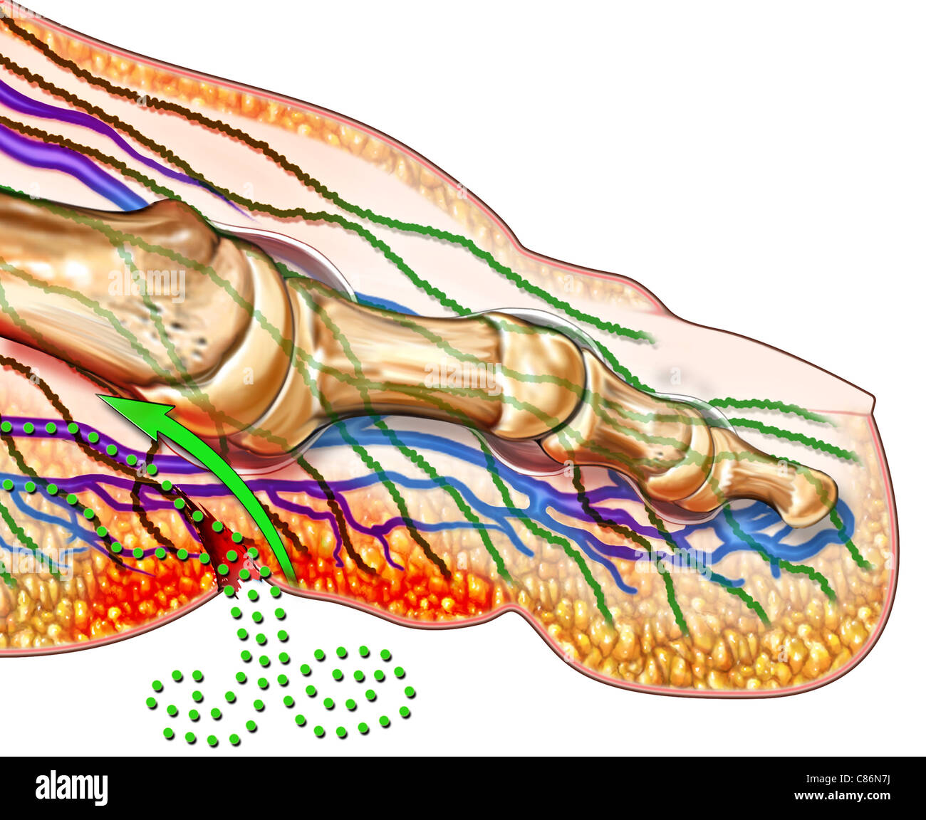 Base of foot hi-res stock photography and images - Alamy