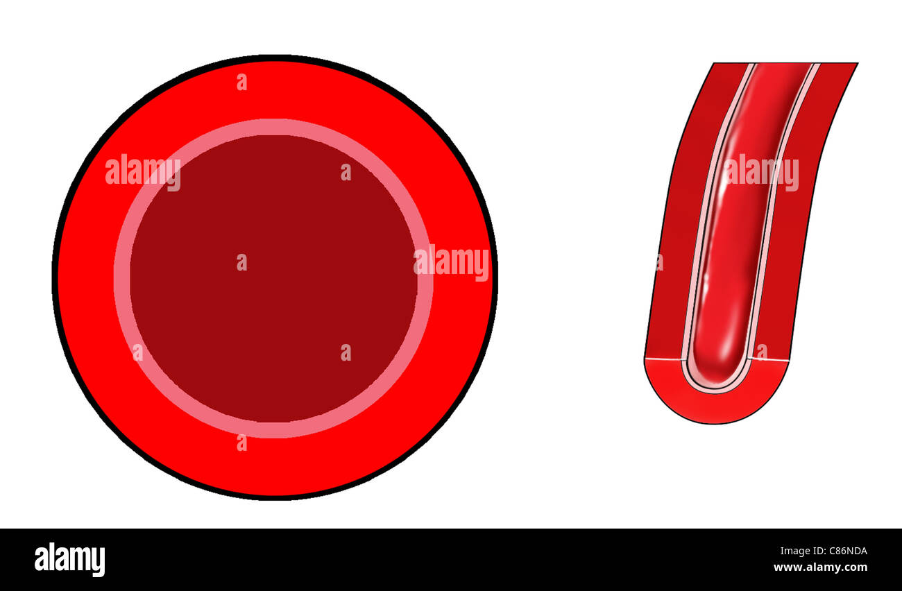 Normal Artery Stock Photos & Normal Artery Stock Images - Alamy