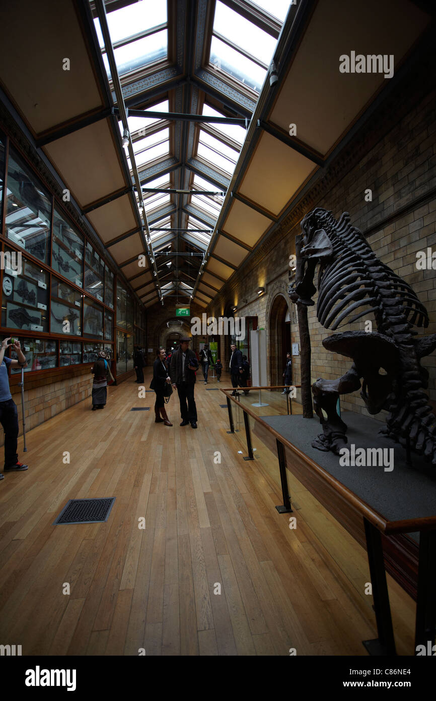 Interior view of London's Natural history museum building Stock Photo ...