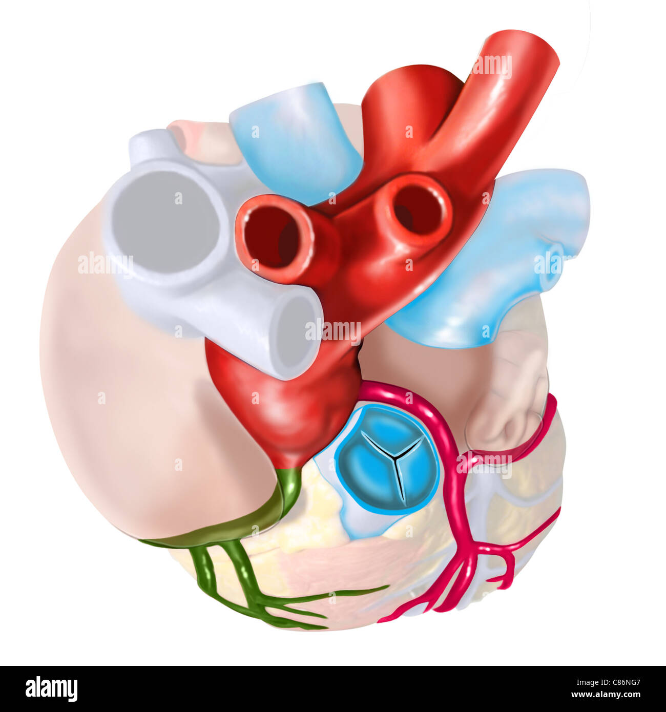 Vascular cardio hi-res stock photography and images - Alamy