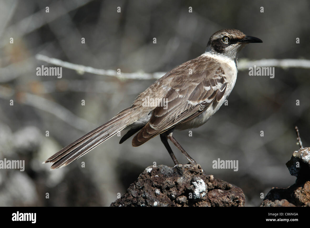 Galapagos Mockingbird (Mimus parvulus) at the Tortuga Bay Beach near ...