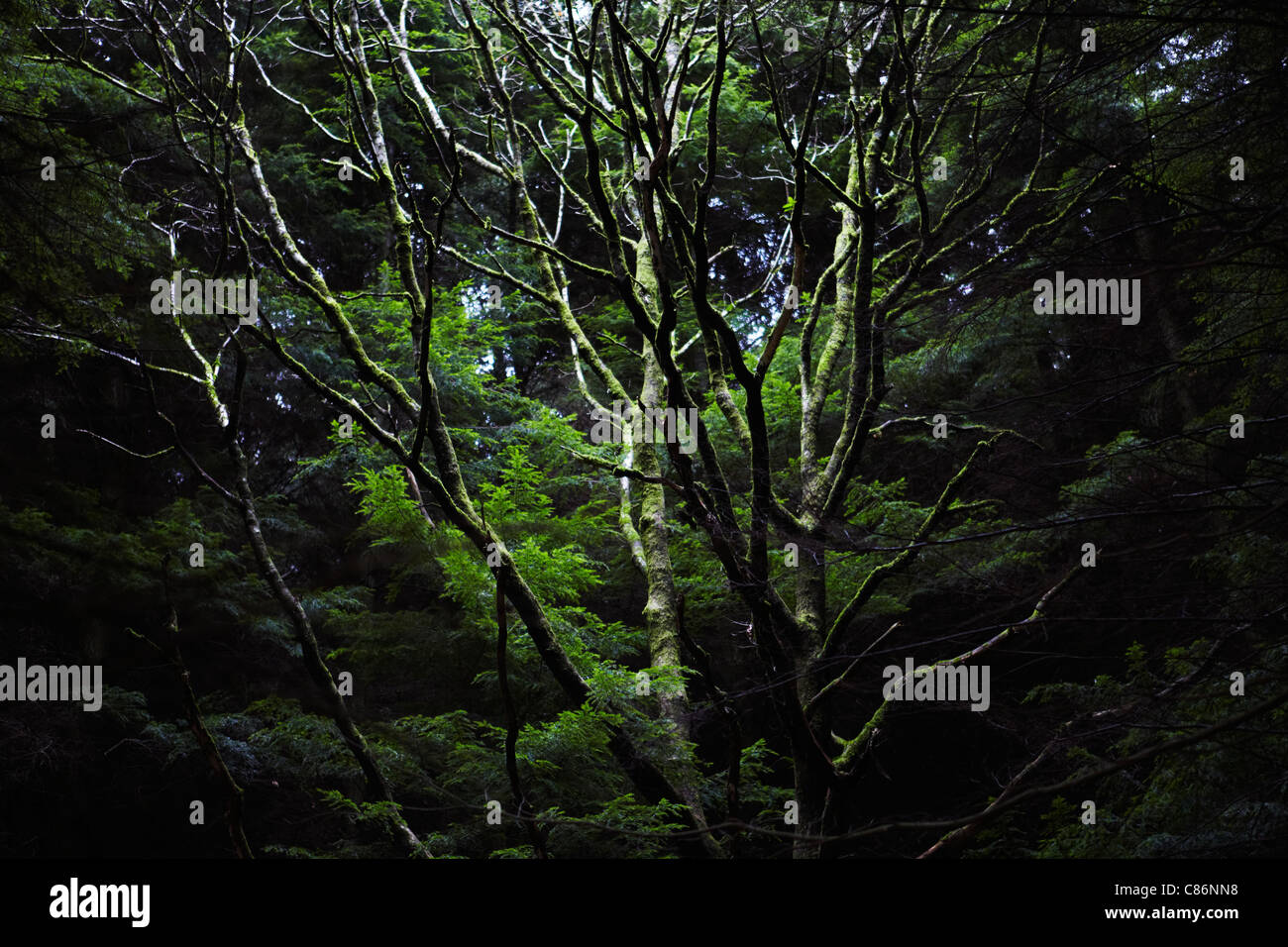 Landscape shot of dramatic tree in forest, Cumbria, UK Stock Photo - Alamy