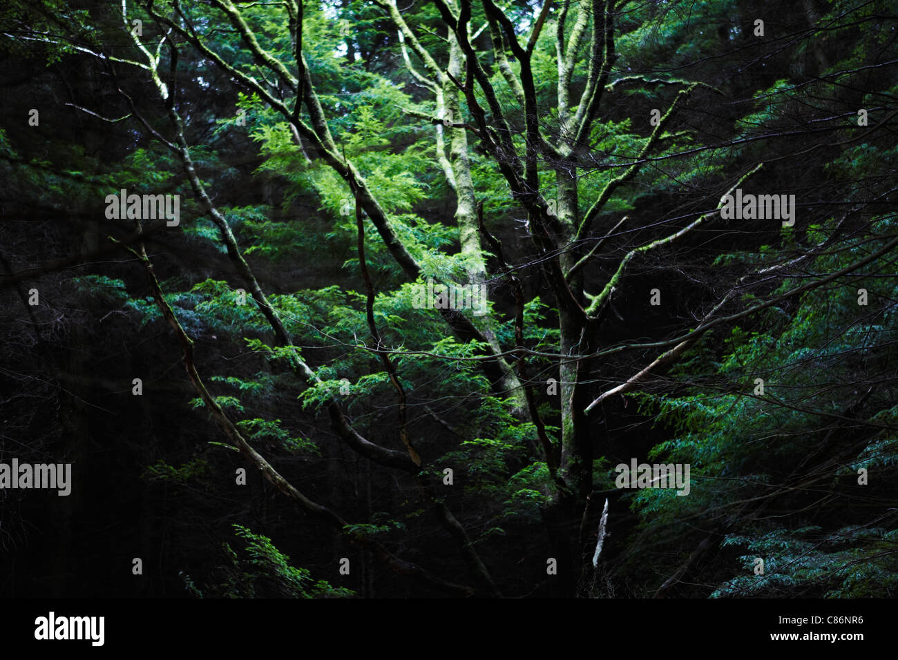 Death landscape hi-res stock photography and images - Alamy