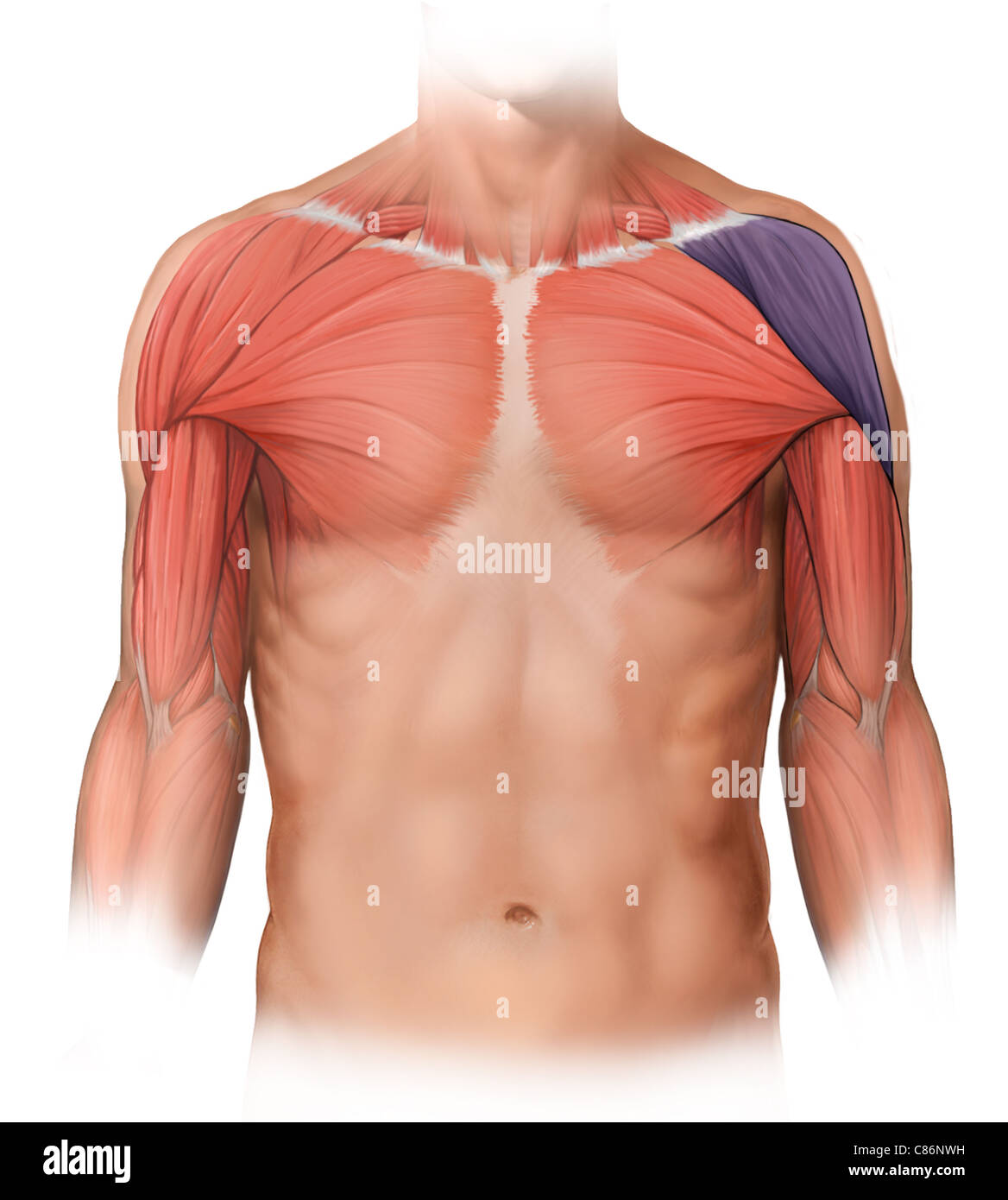 Anterior view of the muscles hi-res stock photography and images - Alamy