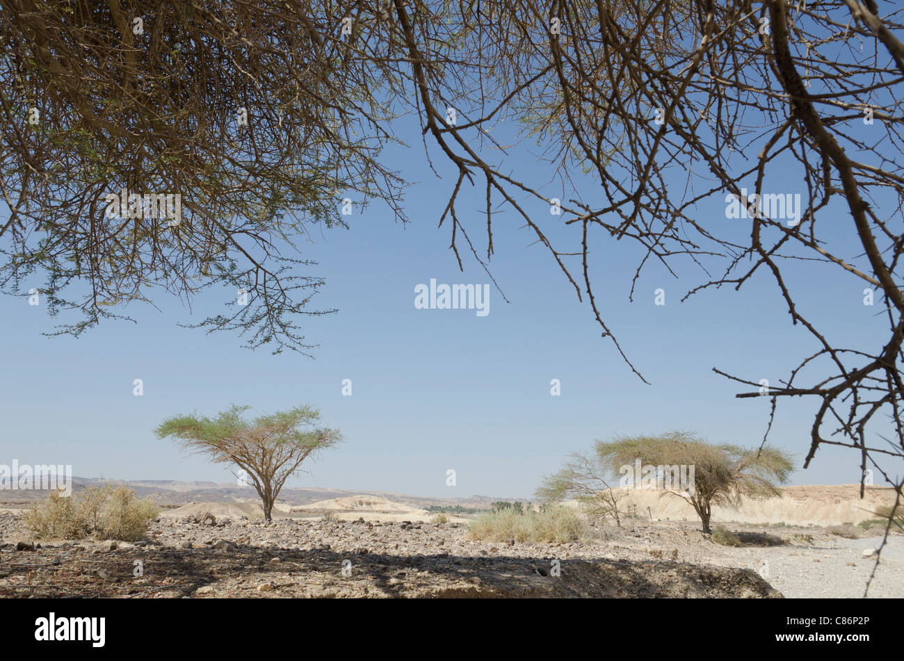 desert view with tree. Arava Valley. Moa. Israel Stock Photo - Alamy