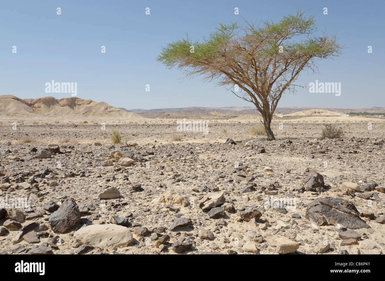 desert view with tree. Arava Valley. Moa. Israel Stock Photo - Alamy