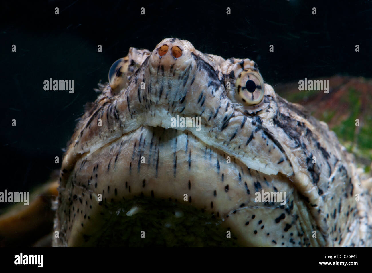 Close-up of a Common Snapping turtle Stock Photo - Alamy