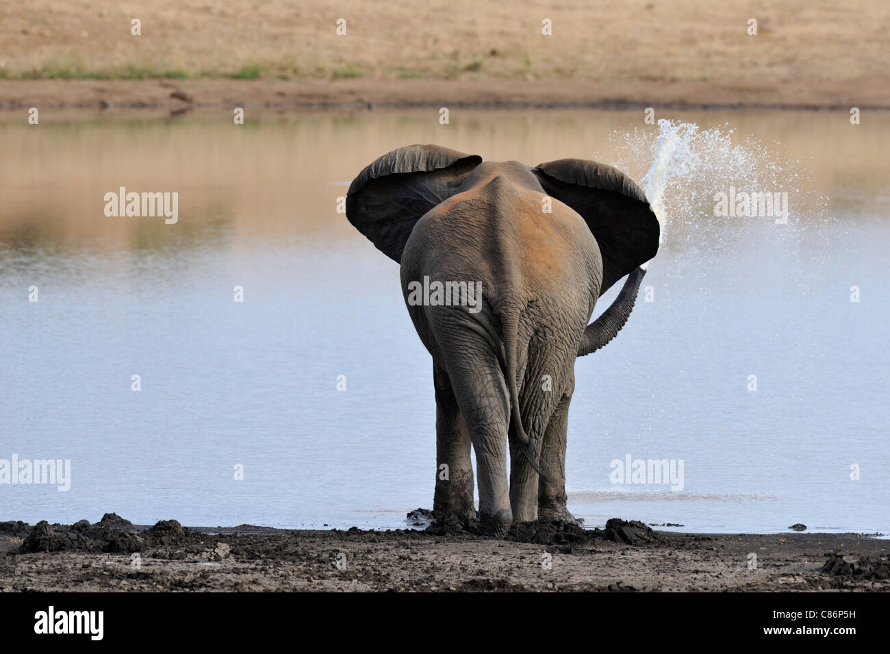 Elephant squirting water hi-res stock photography and images - Alamy