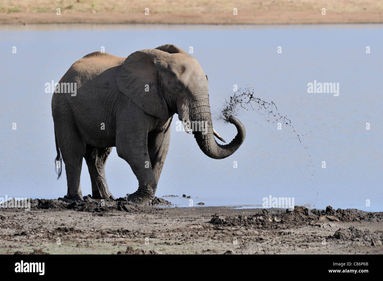 Elephant squirting water hi-res stock photography and images - Alamy