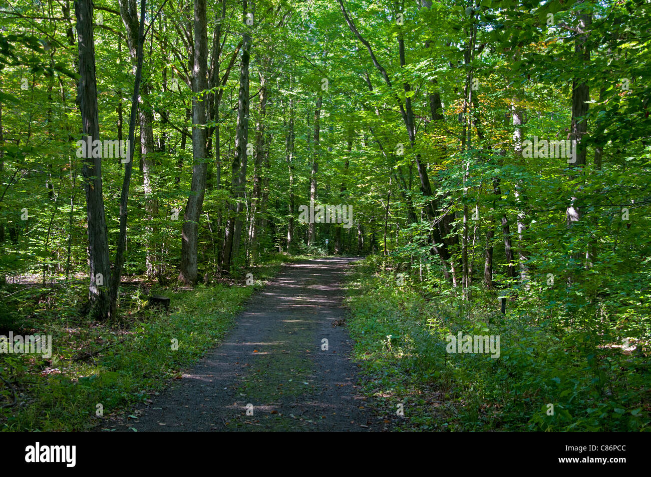 A trail through the woods Stock Photo - Alamy