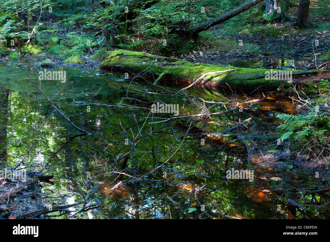 A pond in the forest Stock Photo - Alamy