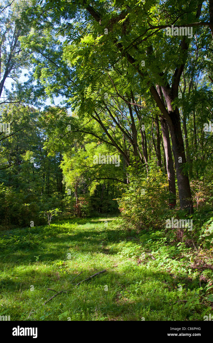 A path through the woods Stock Photo - Alamy