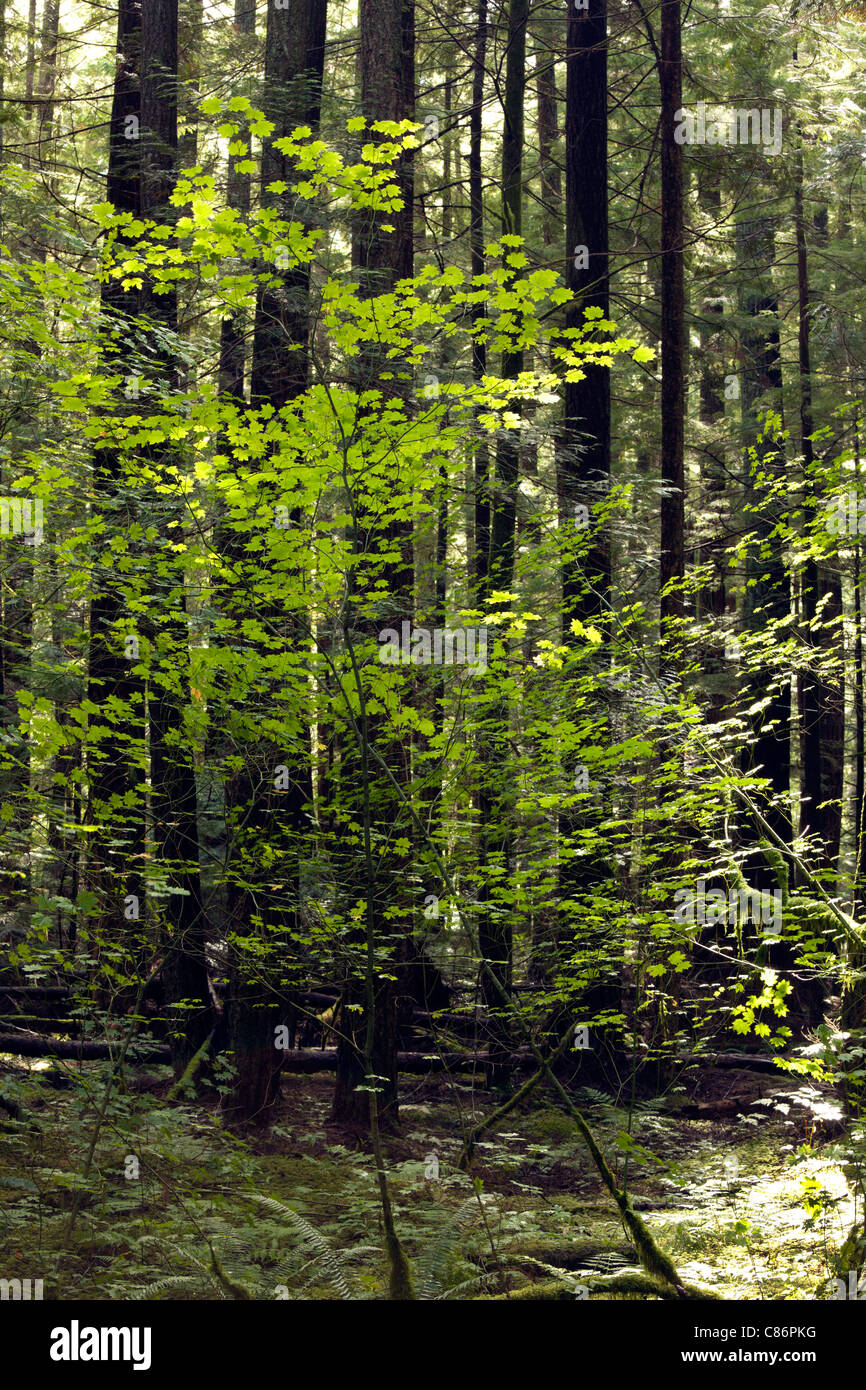 Virgin forest with high trees Stock Photo - Alamy