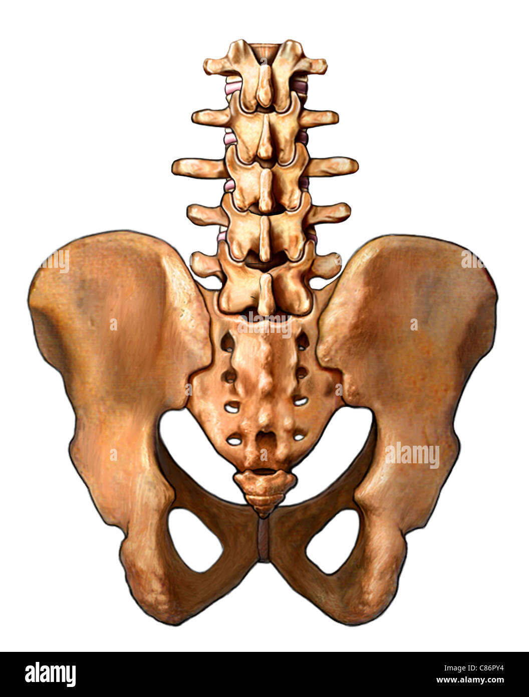 Pedicle hi-res stock photography and images - Alamy