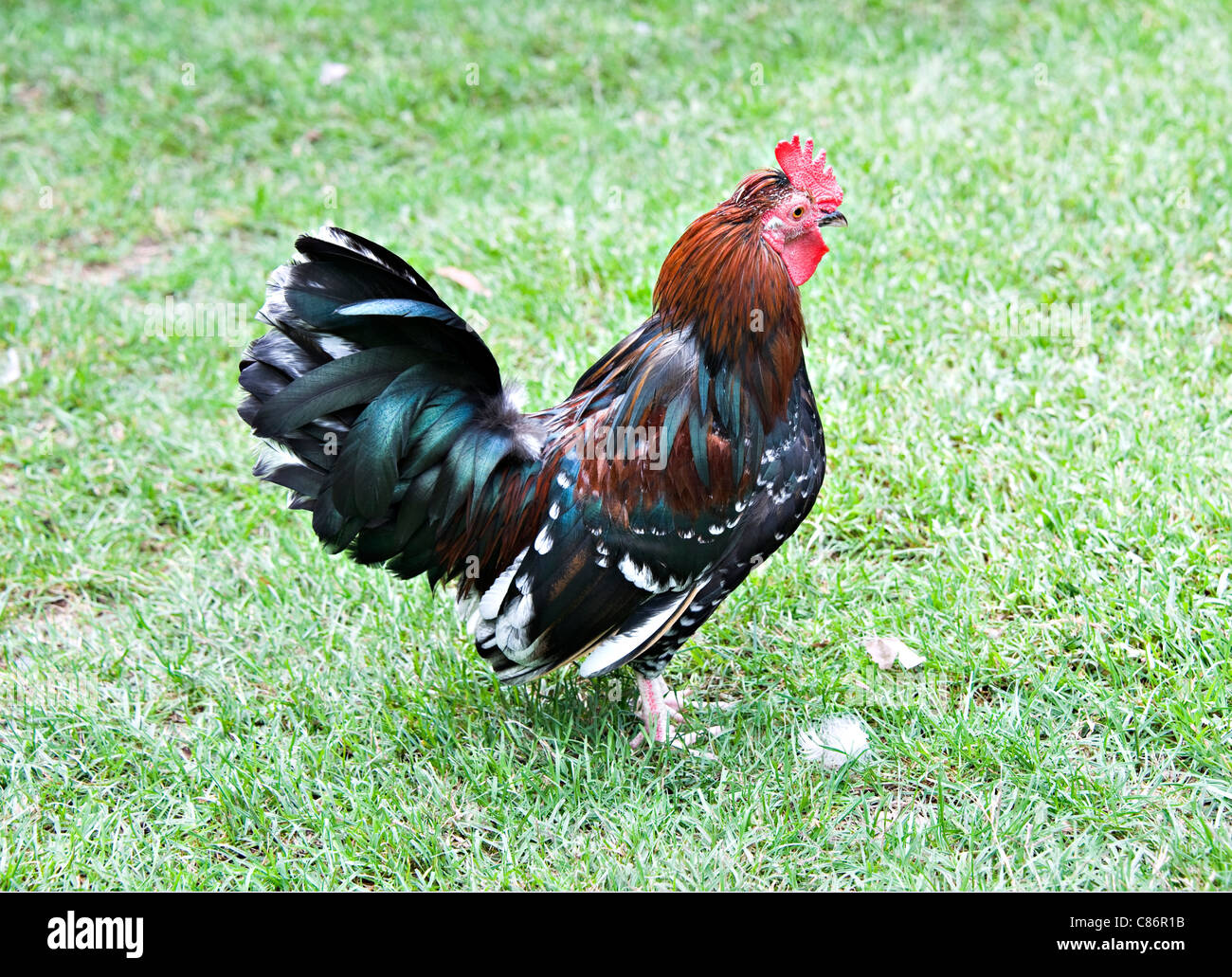 A Brightly Coloured Cockerel or Rooster in Katikati Bird Sanctuary Bay ...