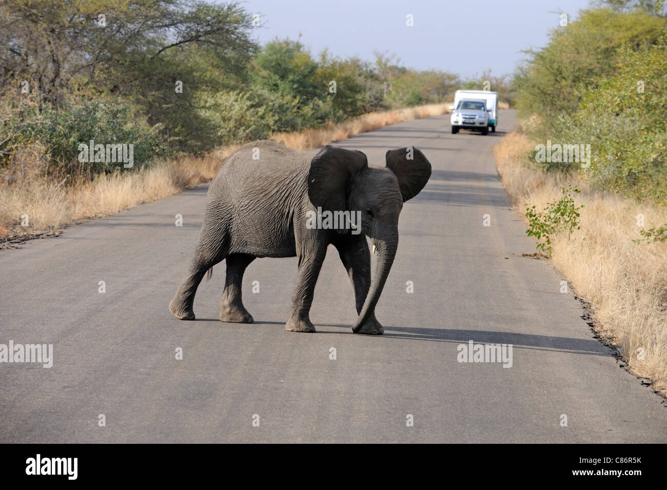 Elephant caravan hi-res stock photography and images - Alamy