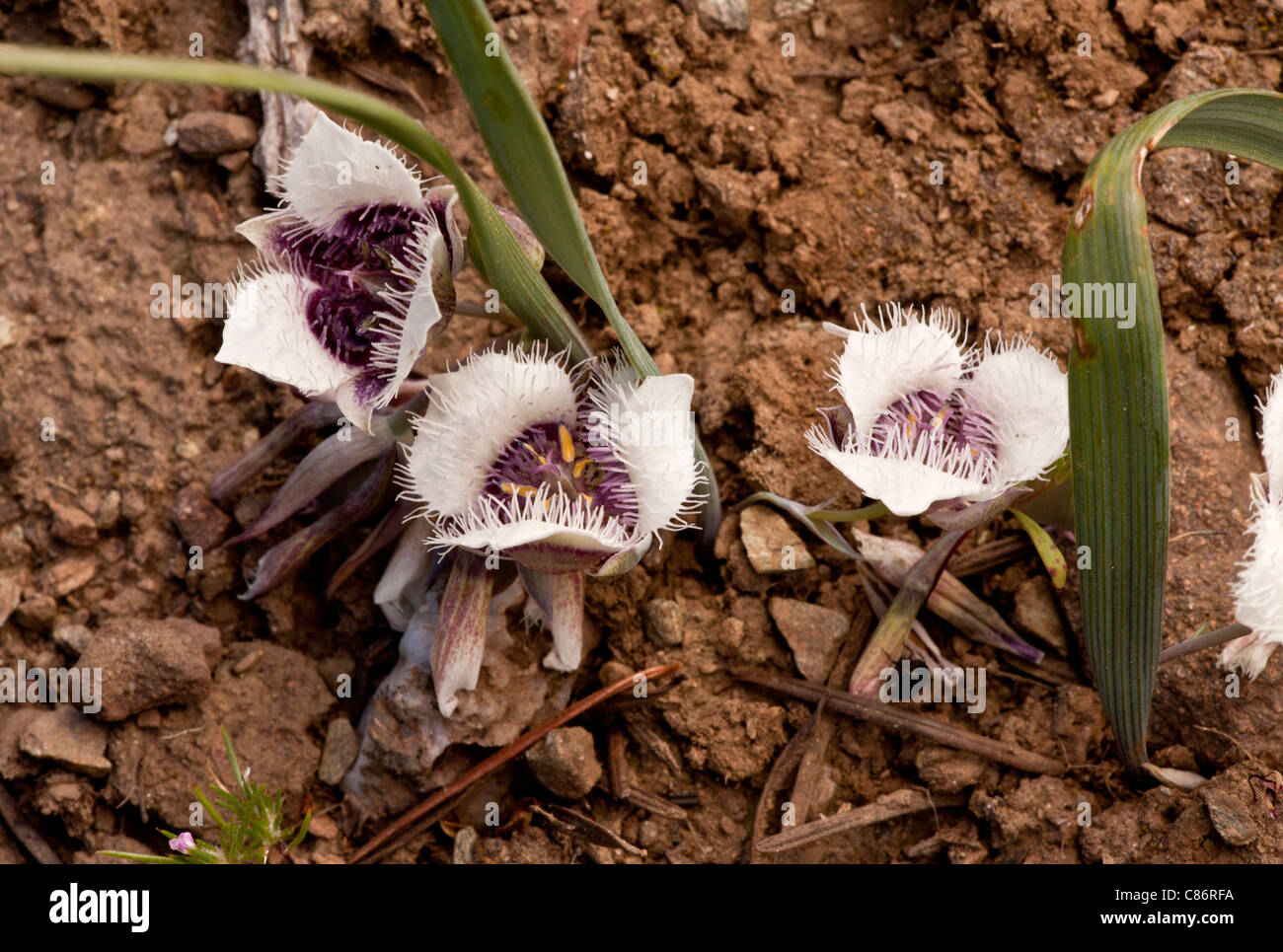 Tolmie star-tulip, Calochortus tolmiei in the Klamath-Siskiyou ...