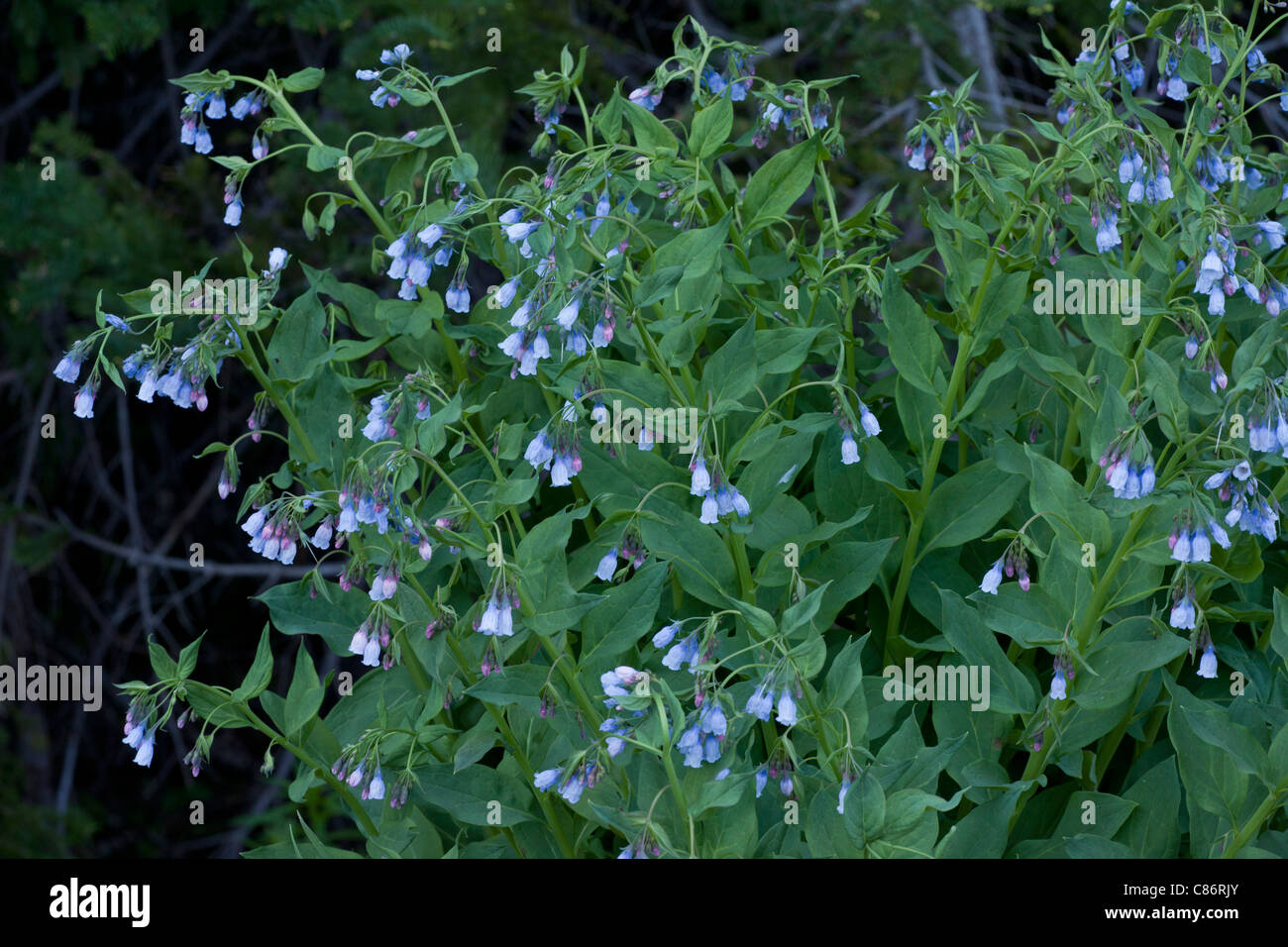 Tall bluebells, Mertensia paniculata in flower, Cascade Mountains Stock ...