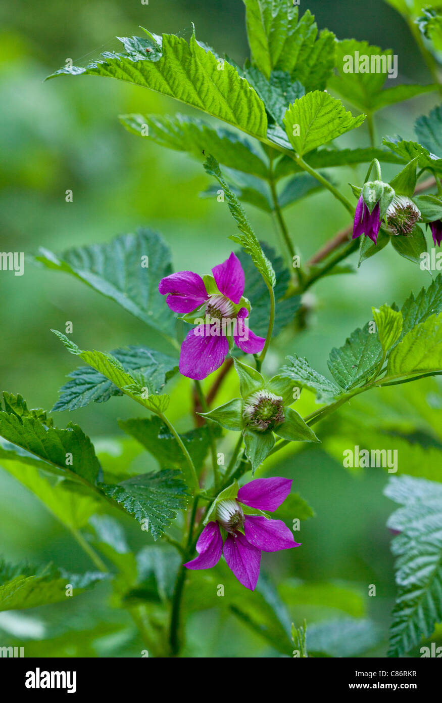 Salmonberry hi-res stock photography and images - Alamy