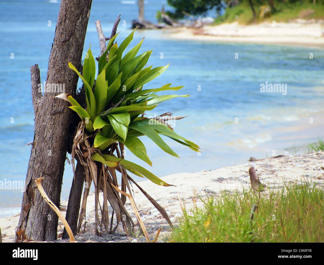 Epiphyte plant hi-res stock photography and images - Alamy