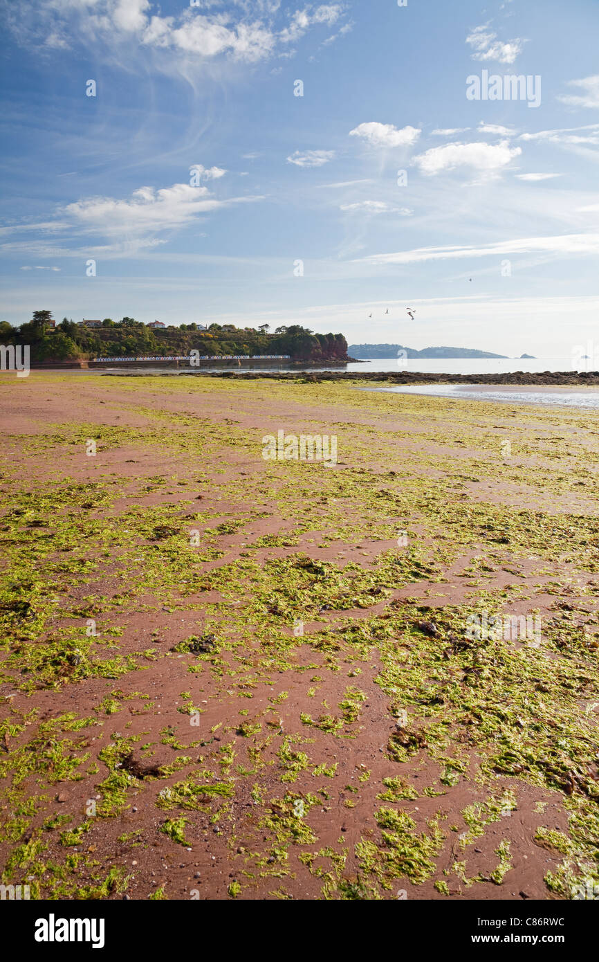 Cliff gardens goodrington sands hi-res stock photography and images - Alamy