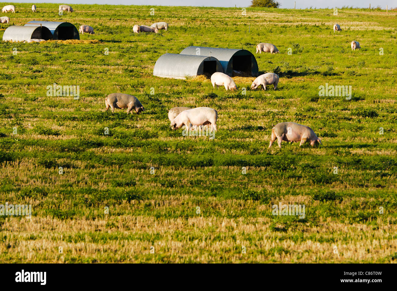 Pigs in a field at a free-range organic farm Stock Photo - Alamy