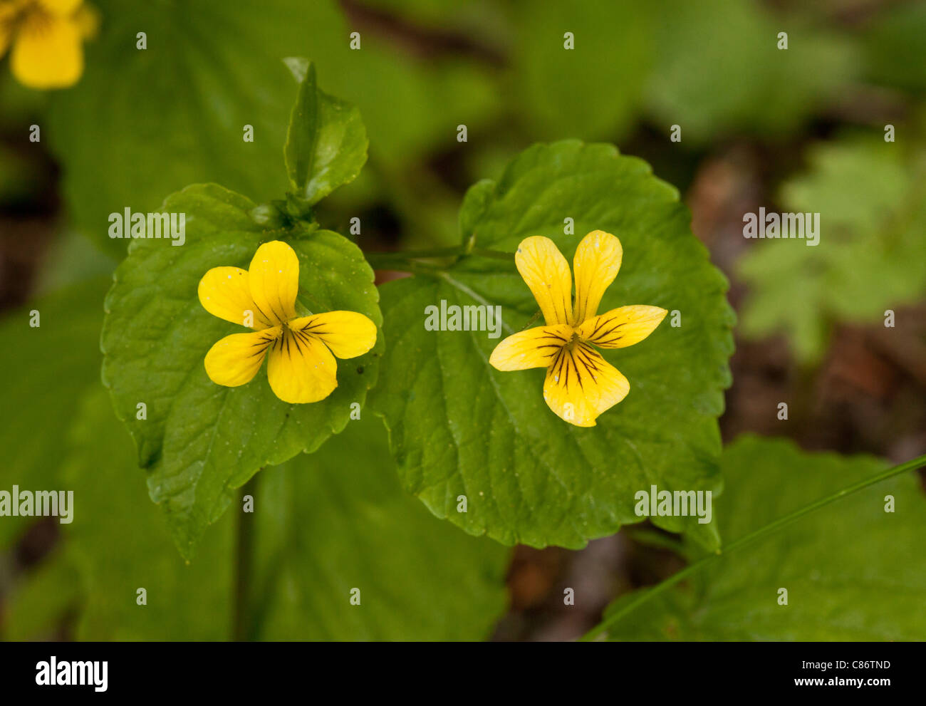 A yellow violet, Viola glabella; Mount Ashland, Oregon Stock Photo - Alamy
