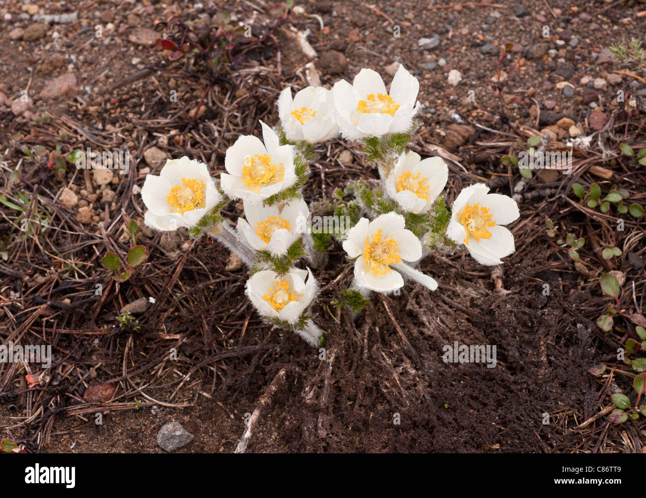 Western Anemone, Anemone occidentalis at the snow line, Crater Lake ...
