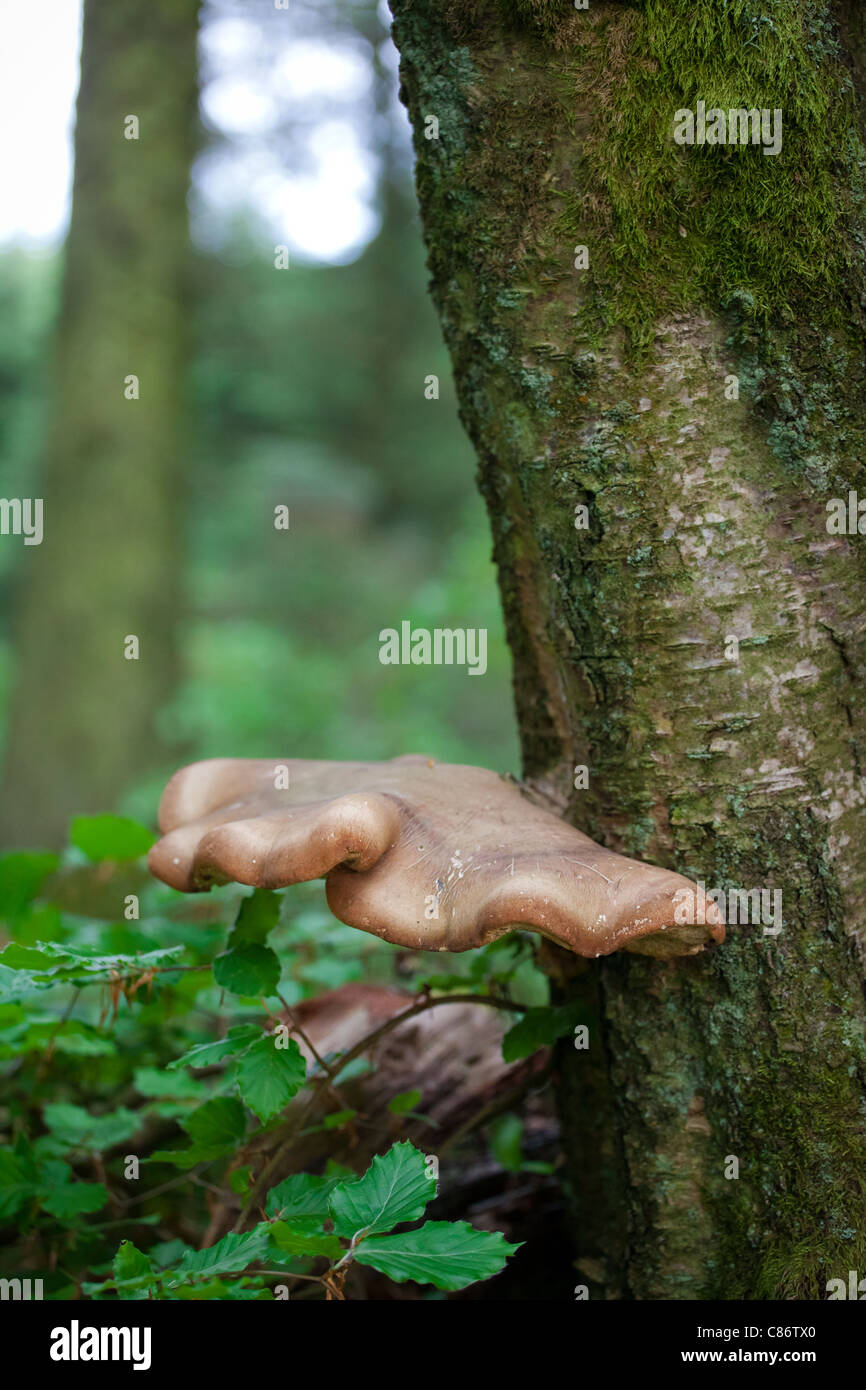 Bench type toadstool growing from the trunk of a tree Stock Photo - Alamy