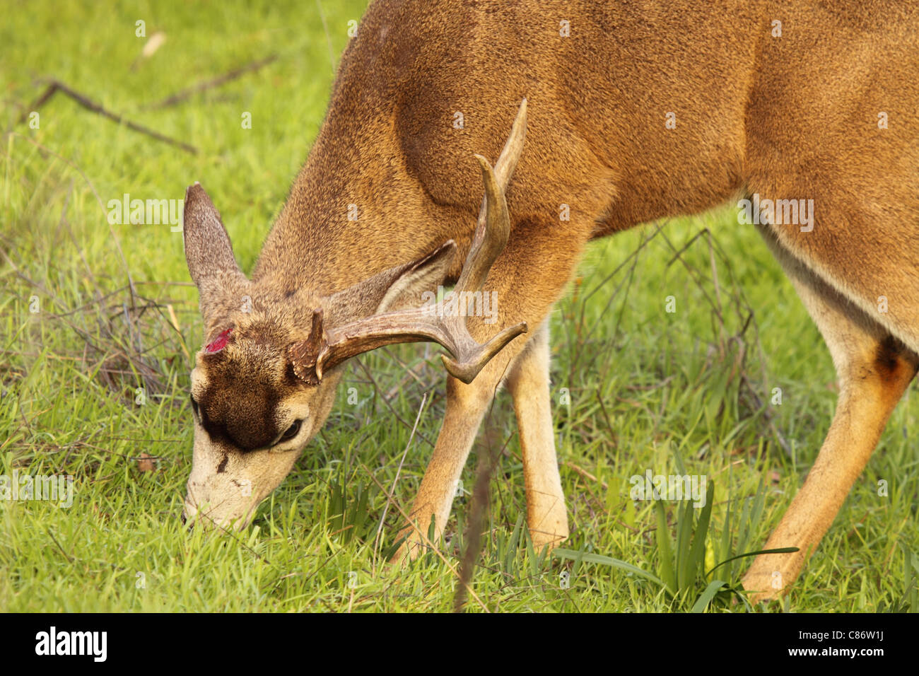 Odocoileus hemionus antler hi-res stock photography and images - Alamy