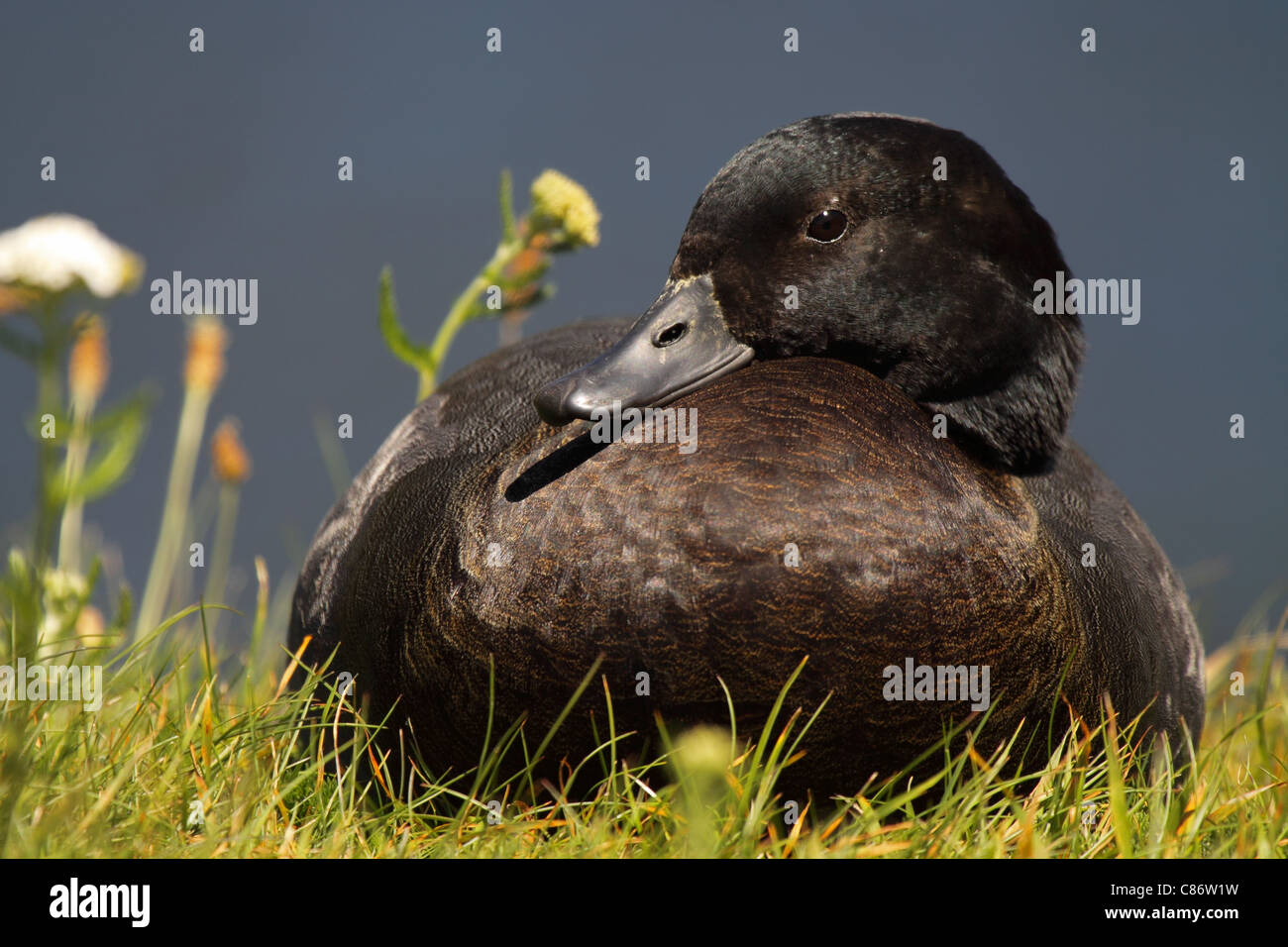 Paradise wildlife sanctuary hi-res stock photography and images - Alamy