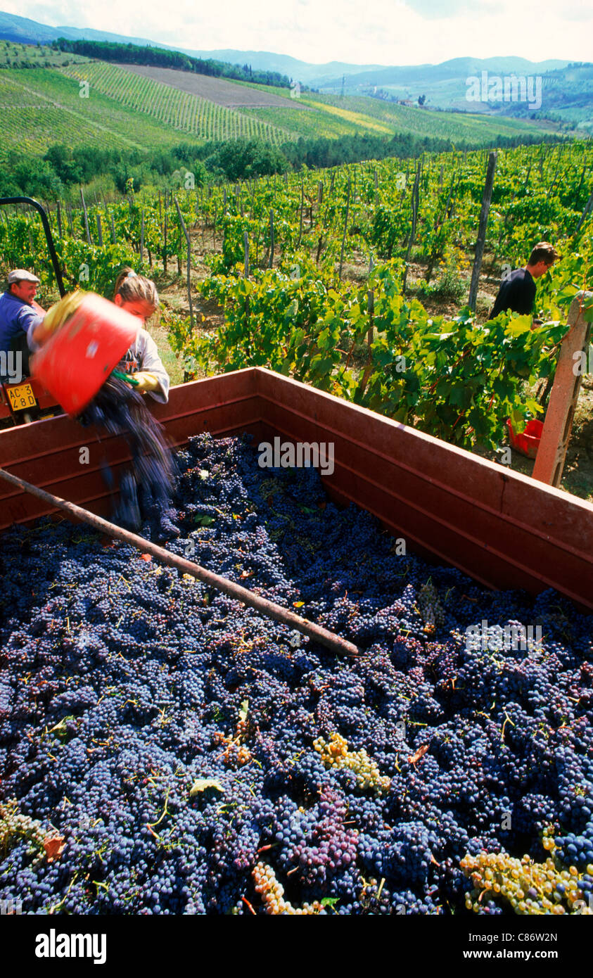 San giovese grapes hi-res stock photography and images - Alamy