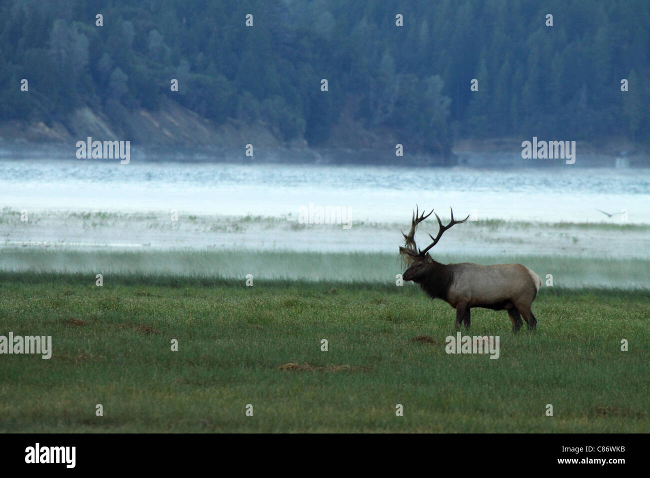 Tule Elk bull in blue Stock Photo - Alamy
