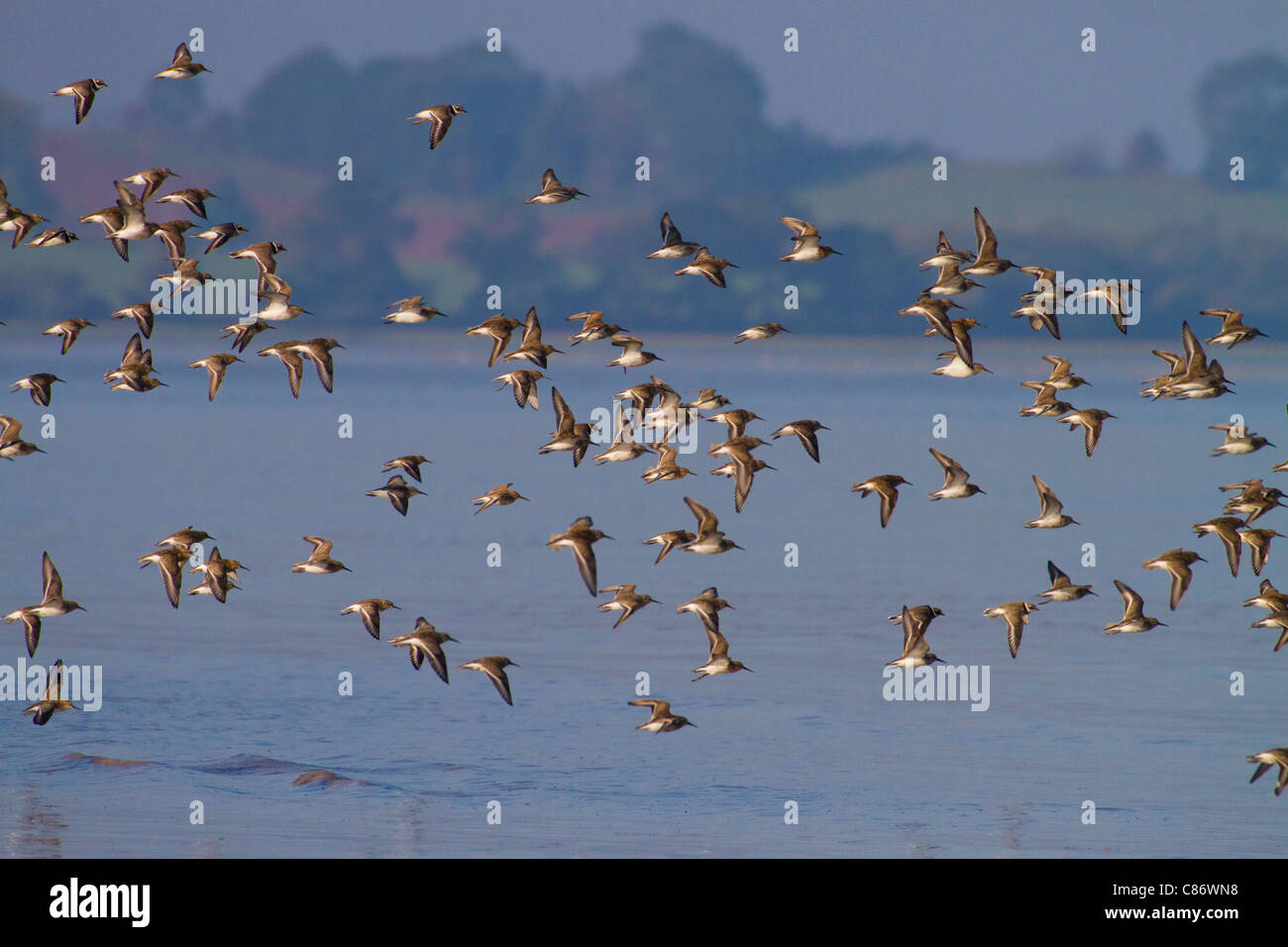 Estuary birds hi-res stock photography and images - Alamy