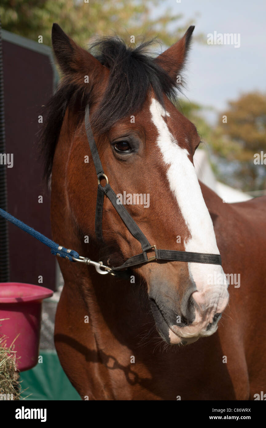 Head of a shire horse Stock Photo - Alamy