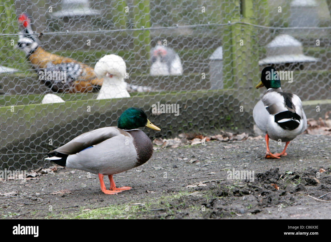 Northern Ireland Ducks
