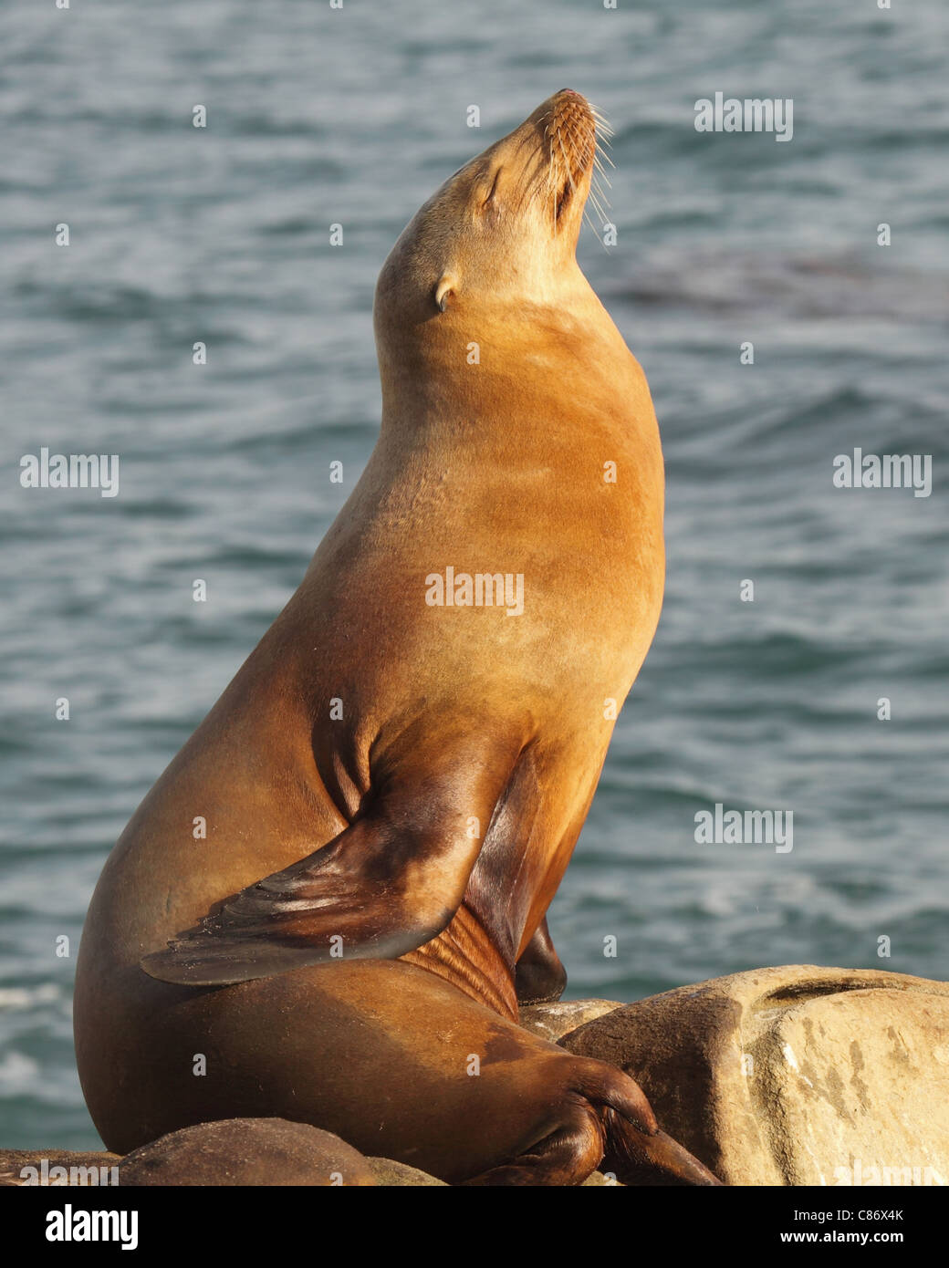 A Steller's Sea Lion basking in the sun along the Pacific Ocean in La ...