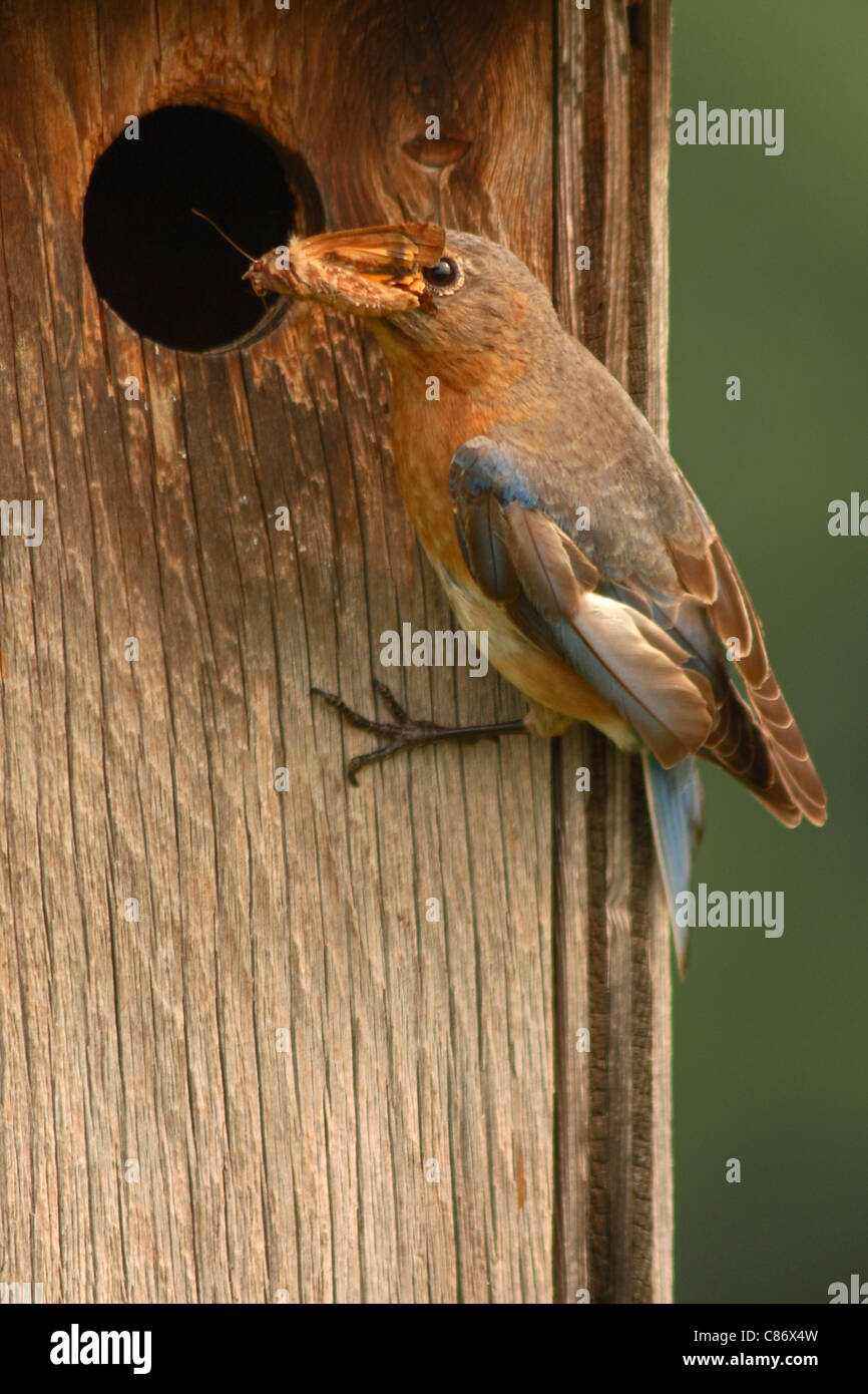 A female Eastern Bluebird bringing a moth to feed to her nestlings in ...