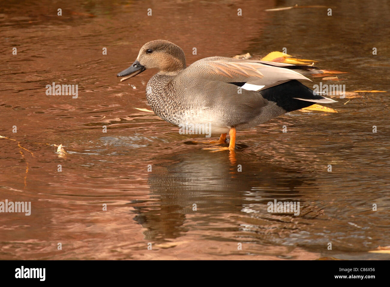 A Gadwall drake calling from a Colorado river Stock Photo - Alamy