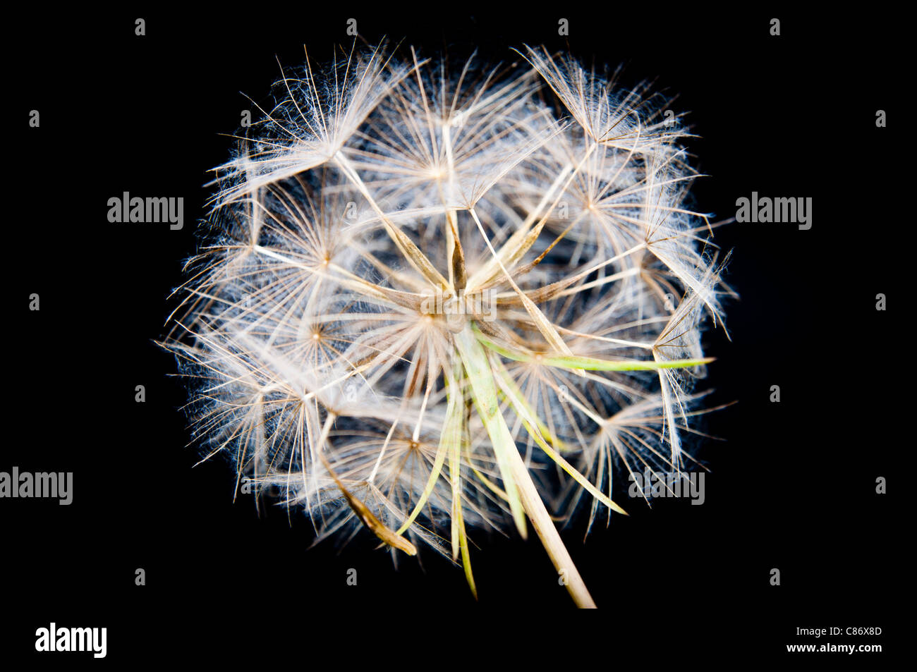 Seed head against a black background Stock Photo - Alamy