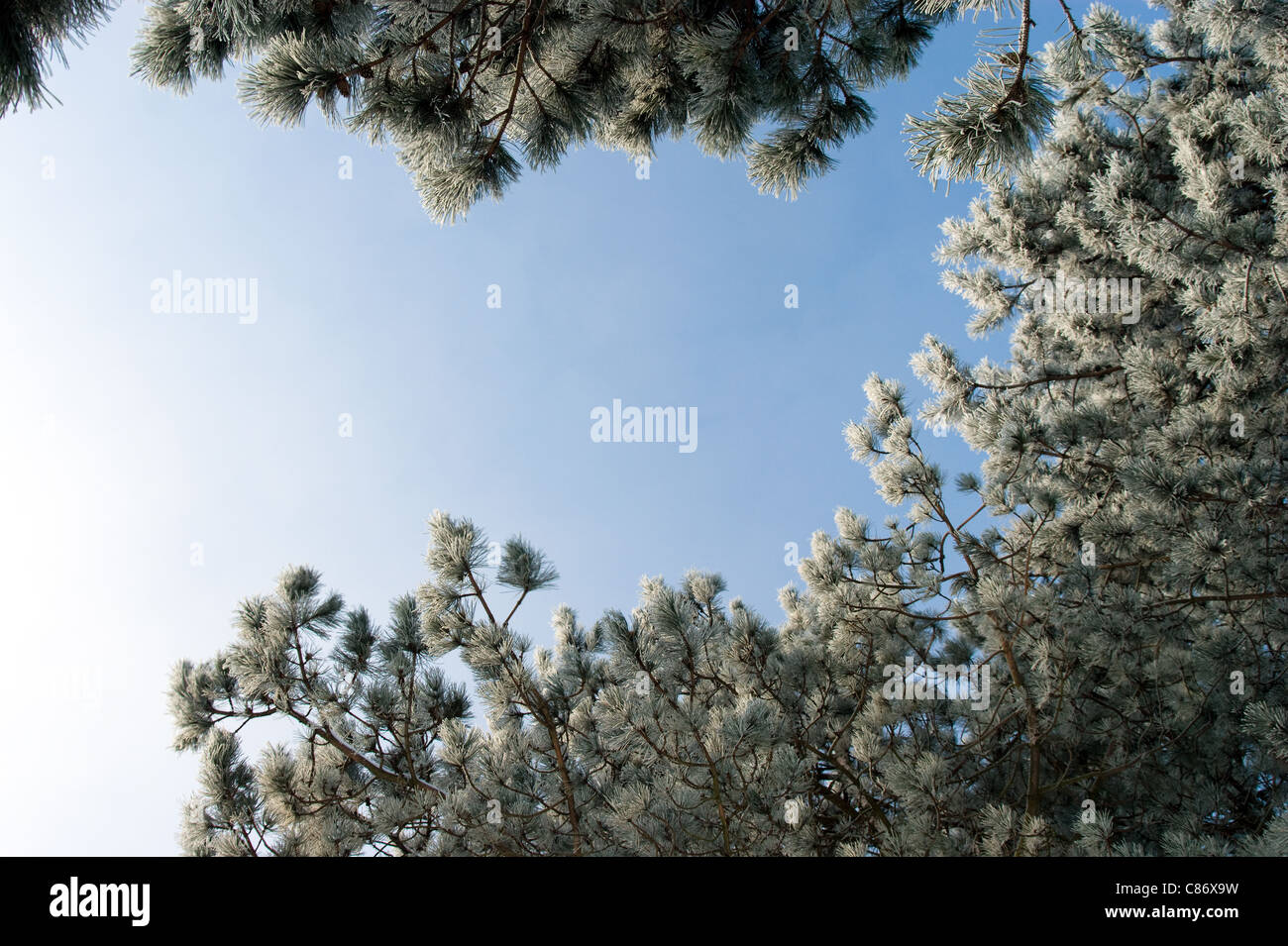 Silver branches hi-res stock photography and images - Alamy