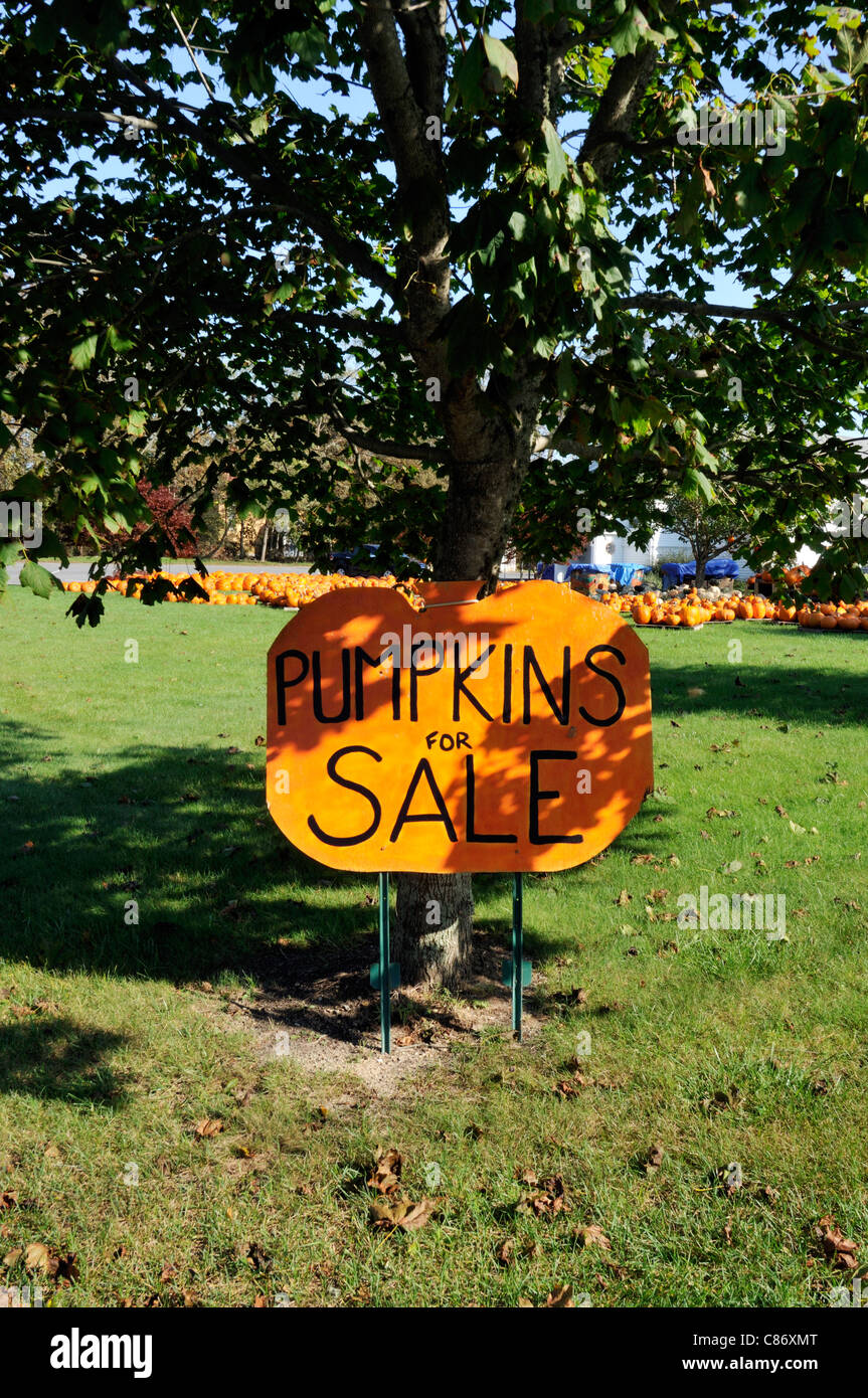 Pumpkins for sale sign leaning against a tree with lots of pumpkins in ...