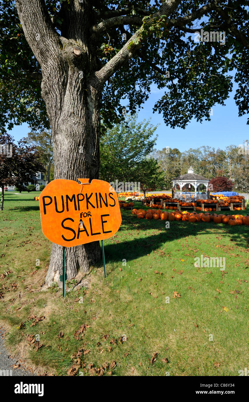Pumpkins for sale sign leaning against a tree with lots of pumpkins in ...