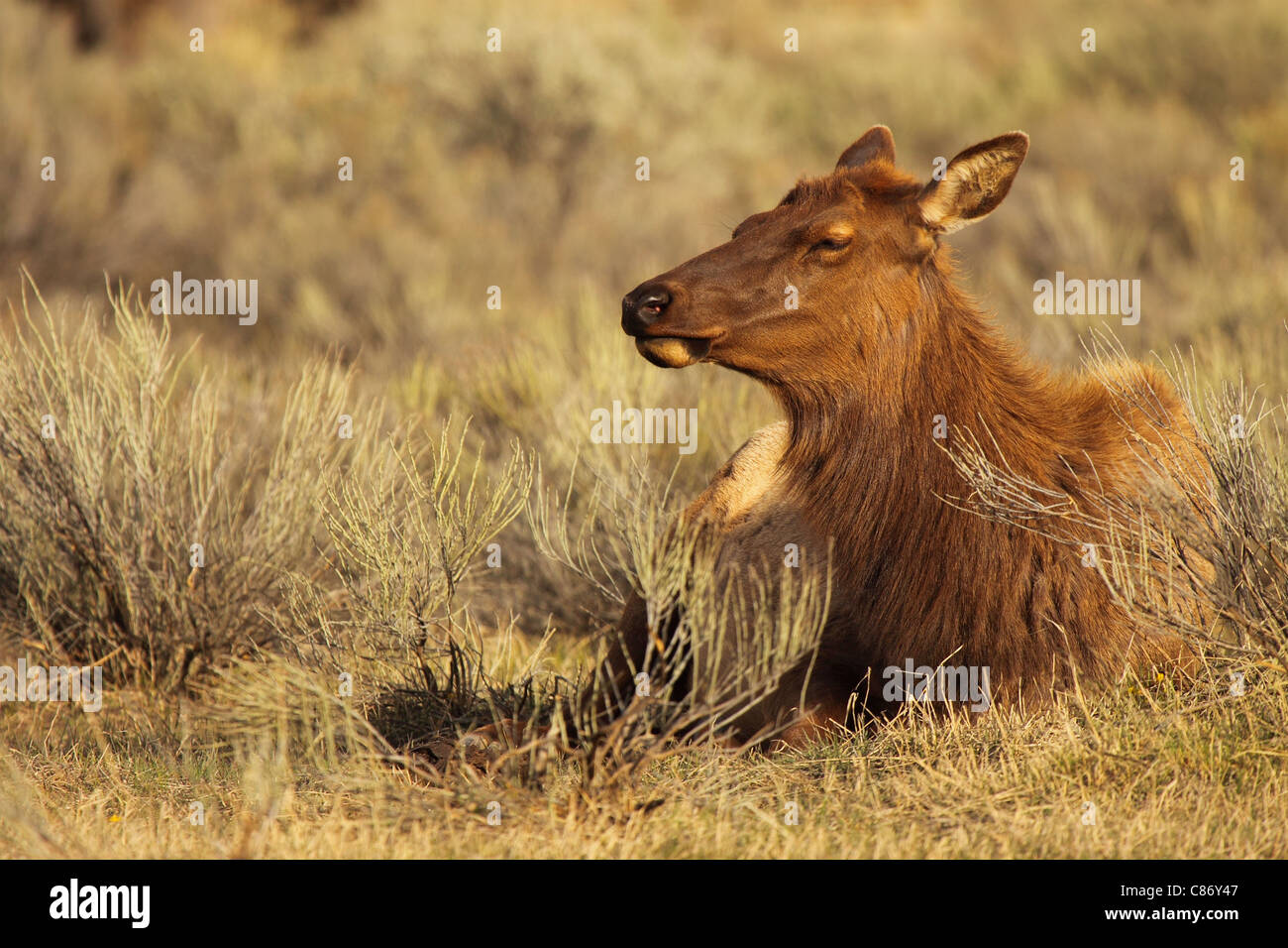 An Elk cow sleeping in a Yellowstone meadow Stock Photo - Alamy